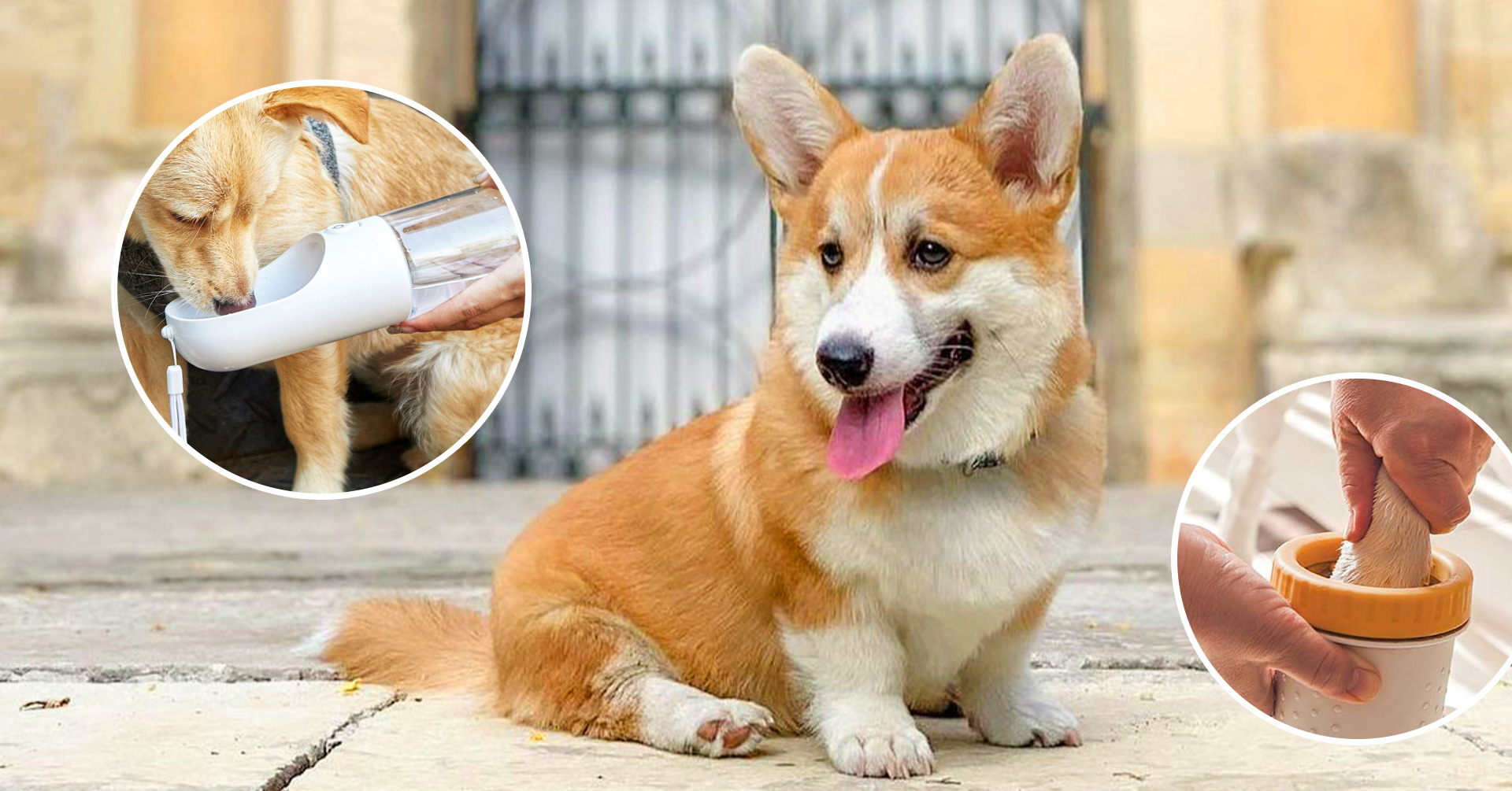 6 life changing must haves for every Maltese dog owner