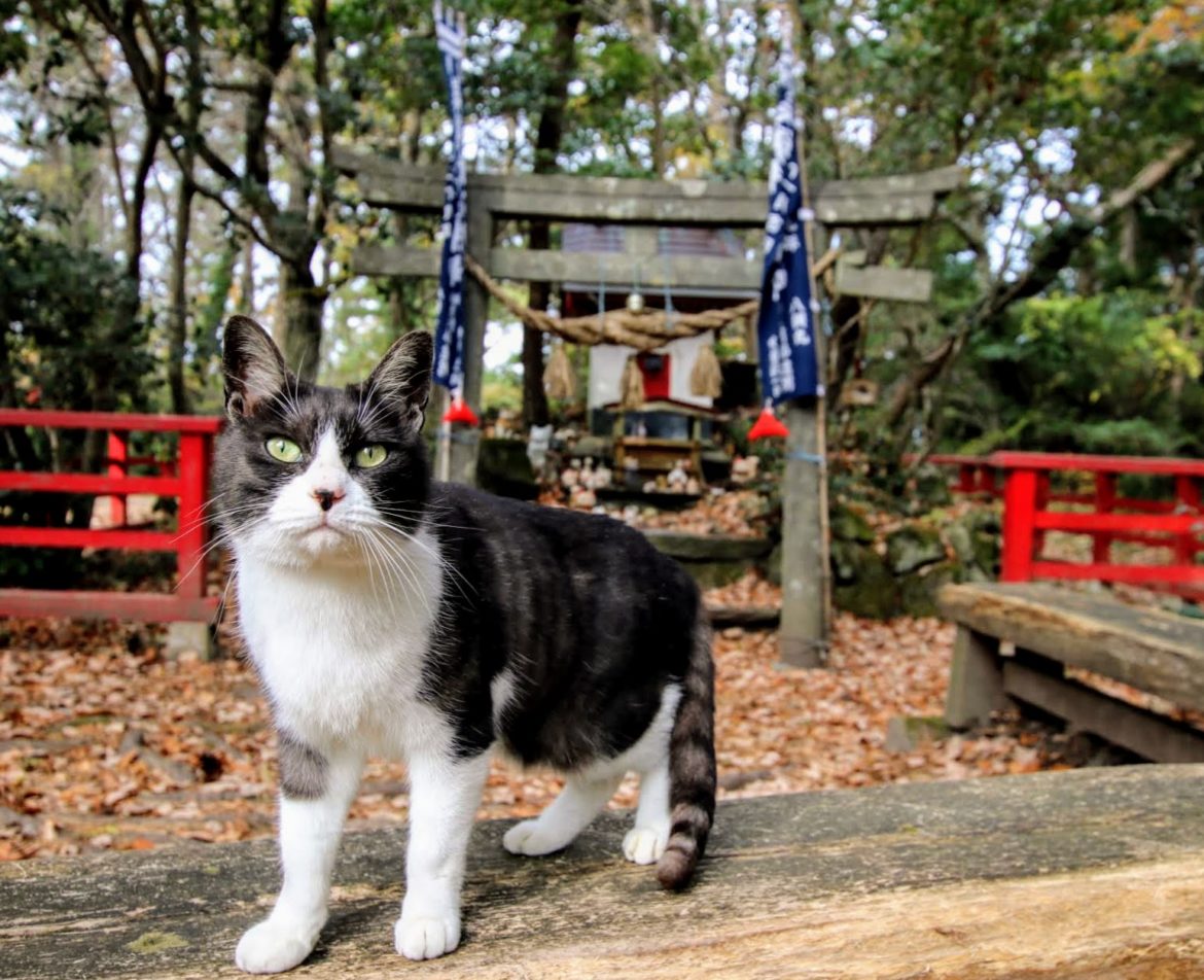 The Most Popular Cat Destinations Around The World - Vibe FM